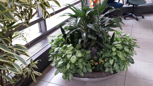 Interior Plantscape Design & Installation - Indoor Plants