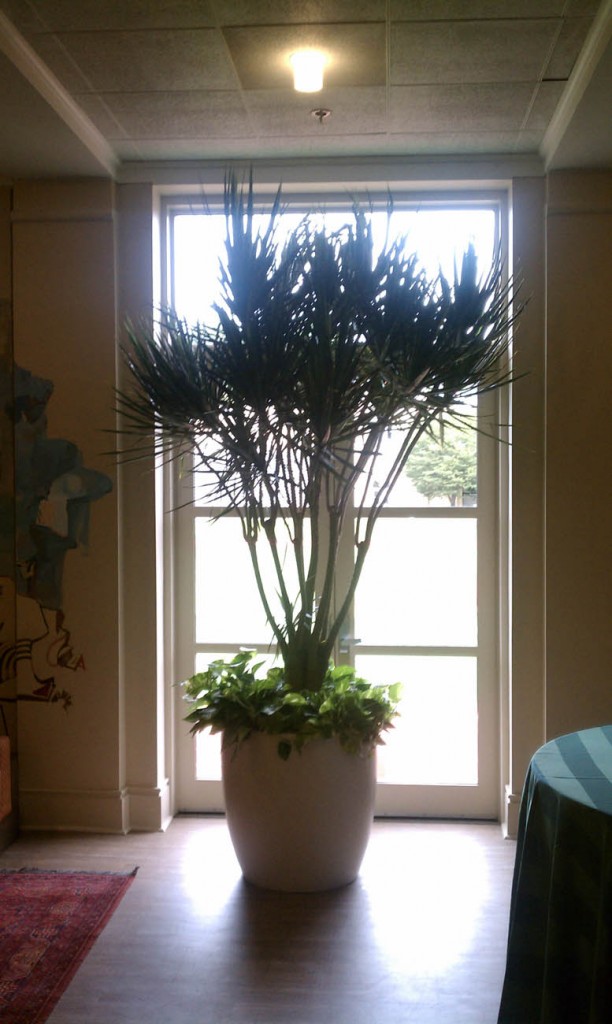 Interior Plantscape Design & Installation - Indoor Plants