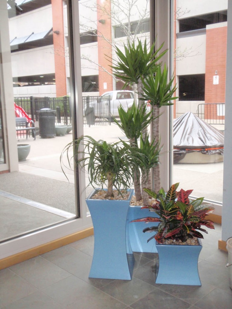 Interior Plantscape Design & Installation - Indoor Plants