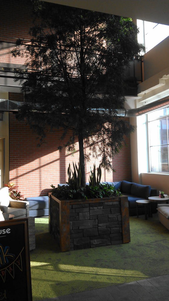 Interior Plantscape Design & Installation - Indoor Plants