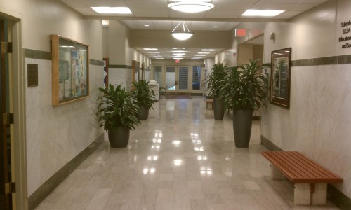 Plant Maintenance Services - We Care for & Water Your Plants